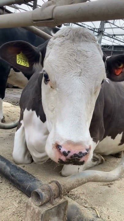 Lely и Благосъстоянието на Животните Shorts Youtube