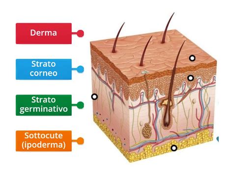 Strati Della Cute Immagini Con Bollini