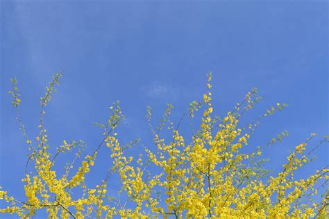 Sky Yellow Tree Free Photo On Pixabay Pixabay