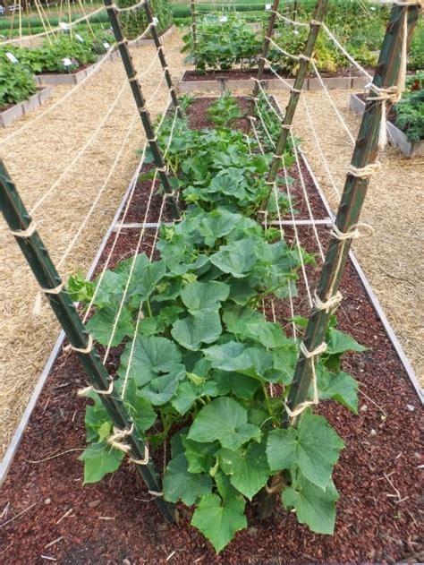 The Best Trellis Designs Organicgardening 101 Gardening