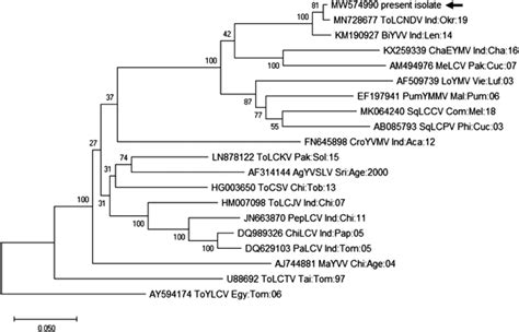 Phylogenetic Tree Constructed Using Clustalw Program Showing Download Scientific Diagram