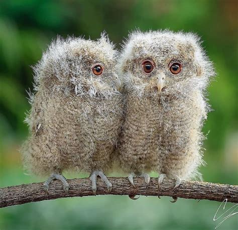Amazing Nature The Javan Scops Owl Otus Angelinae Is A Rare Owl