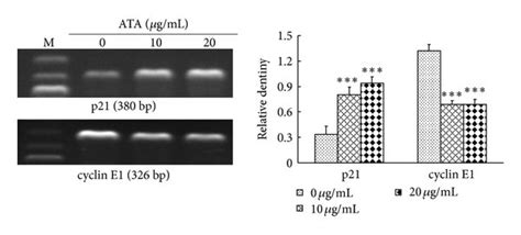 rt pcr validation of pcr array results after cells were treated by 0 download scientific
