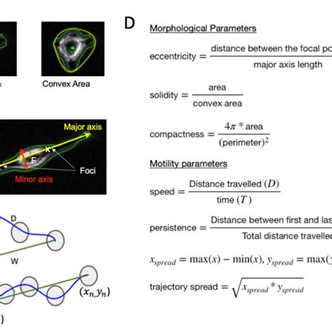 Defining The Morphological And Motility Parameters Download Scientific Diagram
