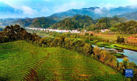 Живописные пейзажи чайных плантаций в провинции Шэньси Cn