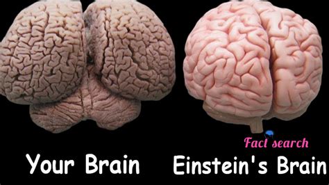 Facts About Albert Einstein Brain Facts About Albert Einstein Brain