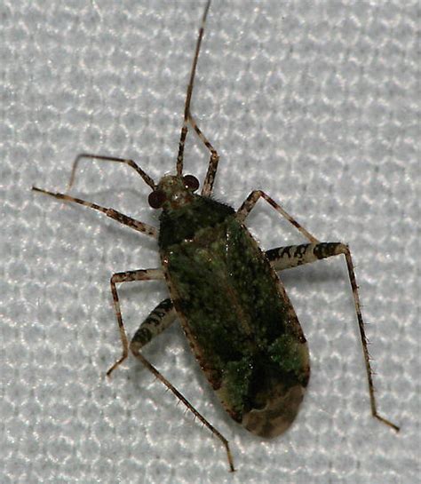 102211bug Phytocoris Bugguide Net