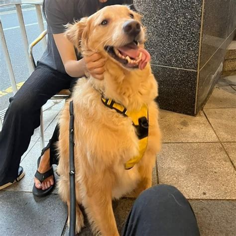 강아지 고양이 무료입양 무료파양 책임분양 무료입소 무료분양 안심분양 직접 소통하셔서 입양 해 주세요🙏 보호자연락처 010 3313 4273 챤쵸 6살2019년9월