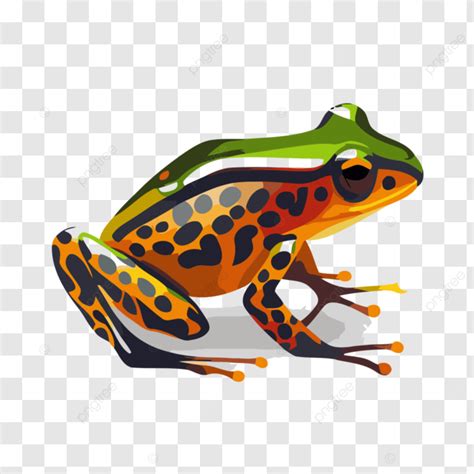 다채롭고 양식화된 개구리 벡터 흰색 바탕에 양서류의 단순한 다채로운 아이콘 그림자 없음 작은 프레임 중앙 Png 일러스트 및 벡터 에 대한 무료 다운로드 Pngtree