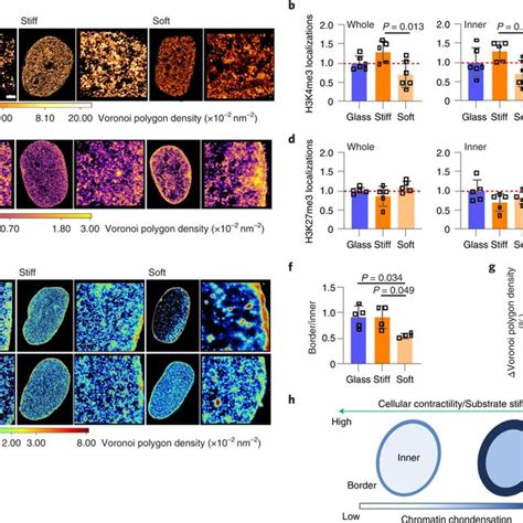 Proposed Model For How Substrate Stiffness Alters Nanoscale Chromatin