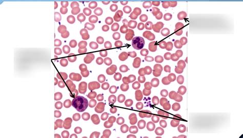 Blood Smear Diagram Quizlet