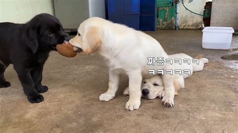 래브라도 리트리버 육아일기 리트리버 성장기 에너지 넘치는 악동들 대봉이 잠좀 자자 대형견 성장기 Labrador Retriever Youtube