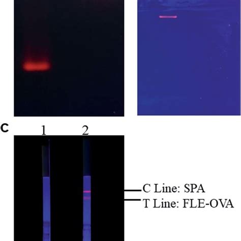Characterization Of Water Soluble Qds Mab And Fluorescent Probe Download Scientific Diagram