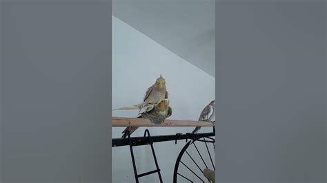 Parrot Sex Cockatiel Love Youtube