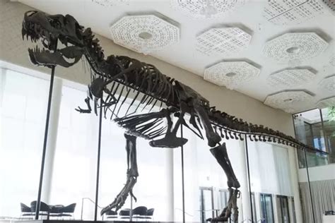 Kerangka Fosil T Rex Berhasil Dilelang Sebesar 92 Miliar Ok Oce News