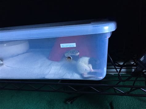 Ball Python Won T Strike At Food