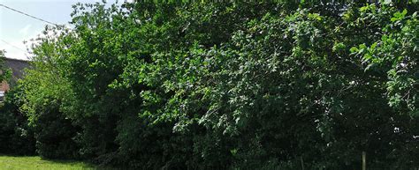 Important Hedgerow Elite Ecology