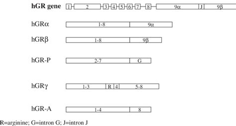 human glucocorticosteroid receptor gene and alternatively spliced