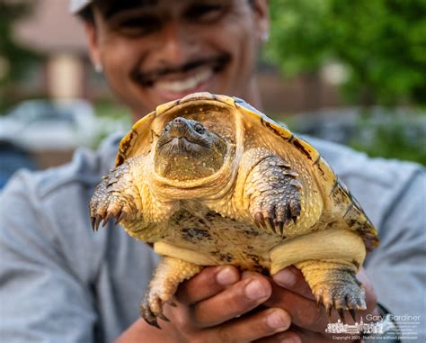 Snapping Turtle Showdown My Final Photo