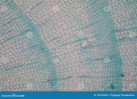 Cross Section Dicot Monocot And Root Of Plant Stem Under The