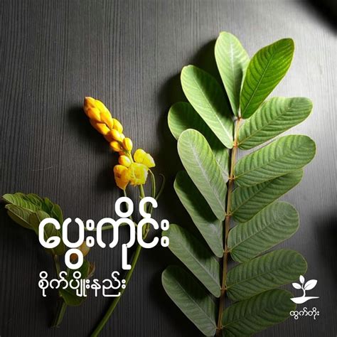 ေပြးကိုင္းဘယ္လိုစိုက္ၾကမလဲ Htwet Toe ထြက္တိုး