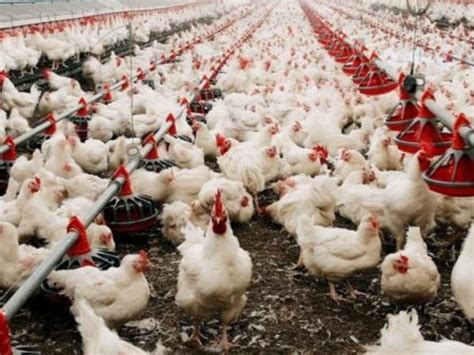 为控制禽流感疫情 美对澳部分家禽及副产品实施进口限制