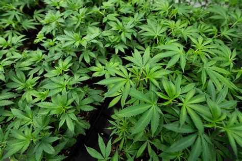 Decoding Vpd Vapor Pressure And Plant Well Being Fohse