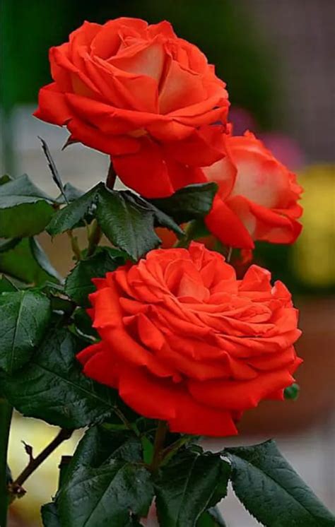 წითელი ვარდები