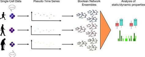 reconstructing boolean network ensembles from single cell data for