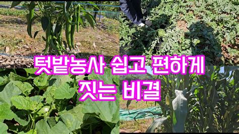232 텃밭농사 쉽고 편하게 짓는 비결 그린톡톡 천연비료 비료 응애 총채 바이러스 액비 미생물 유기농 친환경 염류 병해충 식물영양 무농약 농사