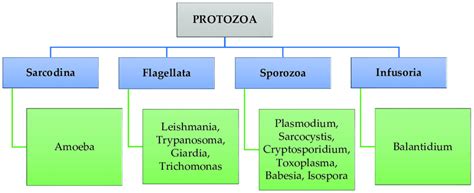 Classification Of Protozoa