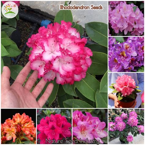 50pcs Seeds Mixed Rhododendron Seeds Bonsai Seeds Flowering Plants