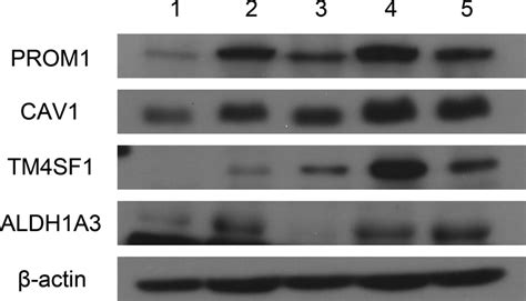 Validation Of Microarray‐based Gene Expression By Western Blot