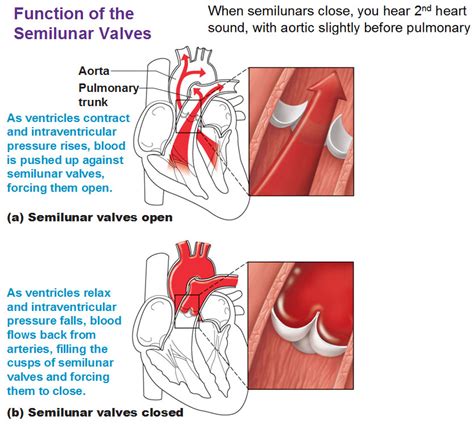Function Of The Atrioventricular And Semilunar Valves