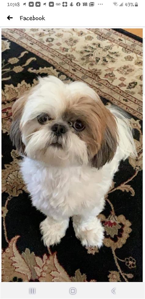 happy birthday ruby aka ameila i pandj shih tzus ct