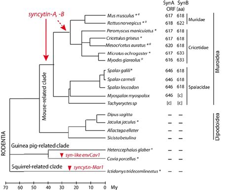 Sequence Conservation And Evidence For Purifying Selection Of Download Scientific Diagram