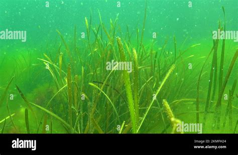 Seagrass And Algae At Diana Massey Blog