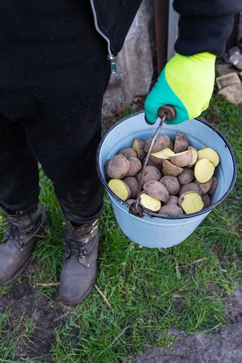 땅에 감자 괴경 심기 정원 시즌을위한 이른 봄 준비 한 남자가 정원에 심기 위해 감자 양동이를 가지고 다닙니다 건강한 식생활에
