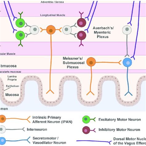 Schematic Of The Enteric Nervous System Shown Are The Major Layers Of Download Scientific