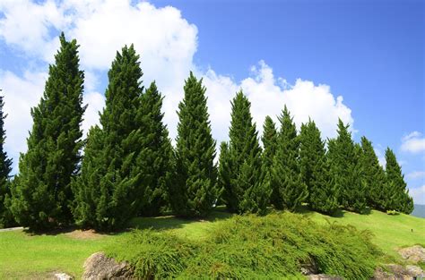 Cedar Pine Facts Cedar Pine Tree Information And Planting Tips Gardening Know How