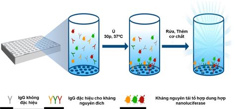 A Novel Luciferase Linked Antibody Capture Assay Laca For The Diagnosis Of Toxoplasma Gondii