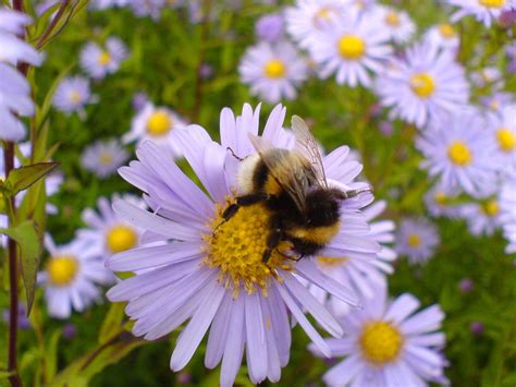 Flower Selection Free Photo Download Freeimages