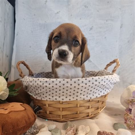 비글 남아 299000 브리티쉬숏헤어분양 토이푸들분양 애완견분양 폼피츠분양 유기묘무료분양 말티푸분양 강남고양이분양 말티즈