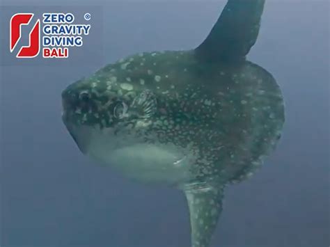 Unparalleled Underwater Adventure Mola Mola Magic In Bali Zero