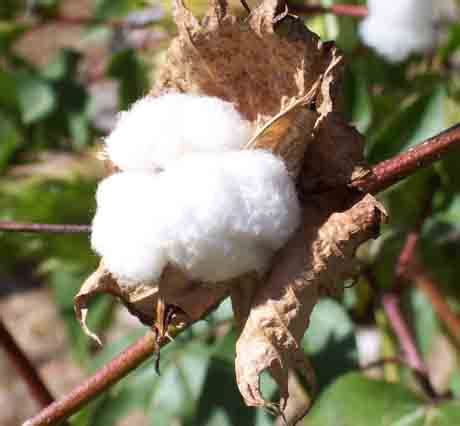 Gossypium Herbaceum Cotton Seed Herbalistics
