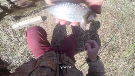 Красный червяк для рыбалки, видео ловля на красный червяк. | Рыбачил.ru