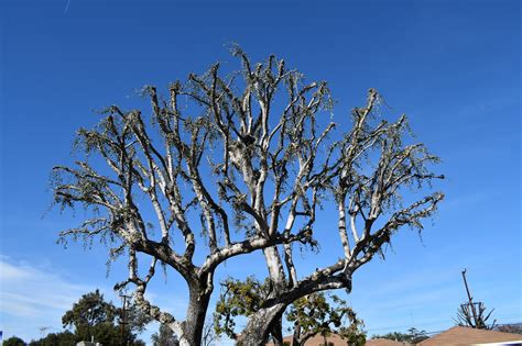 How To Remove A Surface Tree Root Arborist