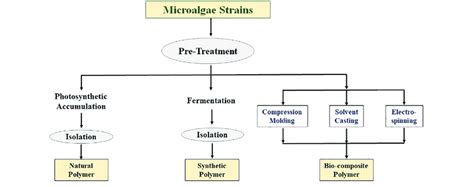 Different Methods Of Producing Polymers From Microalgae Download