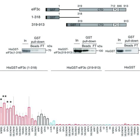 the n terminal domain of eif3c interacts with selenoprotein mrnas a