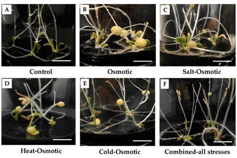 Analysis Of Stress Response Genes In Microtuberization Of Potato Solanum Tuberosum L